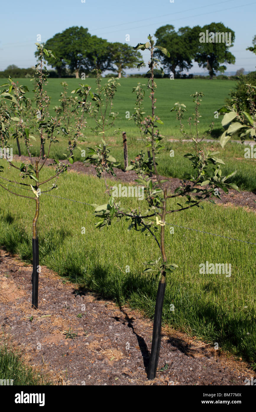 Young cider apple tree Stock Photo - Alamy