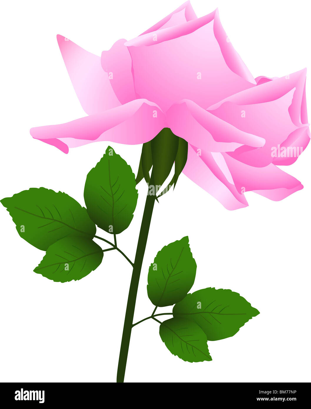 Rose illustration Cut Out Stock Images & Pictures - Alamy