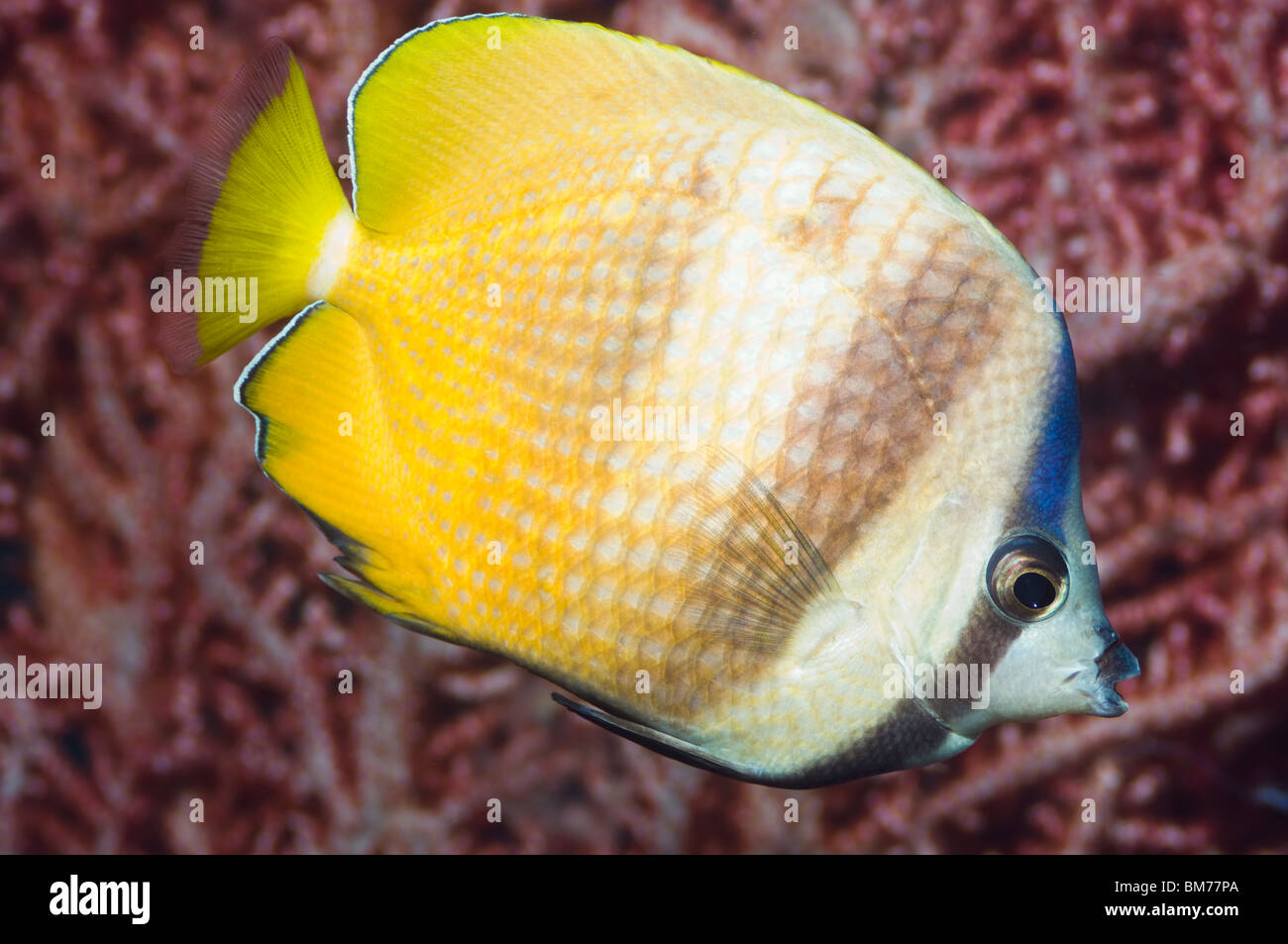 Klein's butterflyfish (Chaetodon kleinii) with gorgonian. Misool, Raja ...