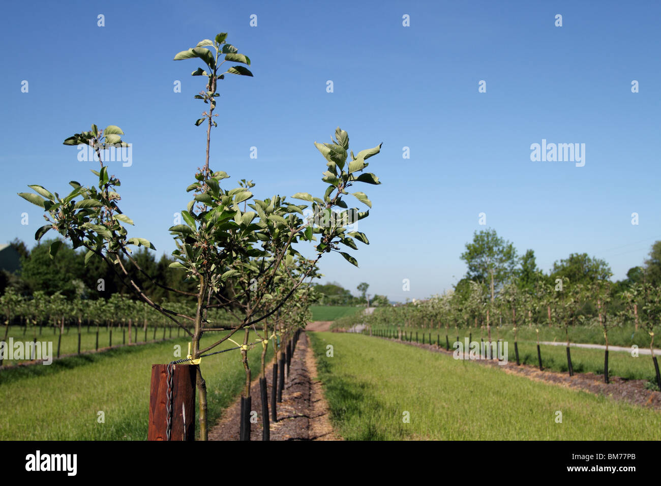 Lines of young cider apple trees, shallow DoF Stock Photo - Alamy