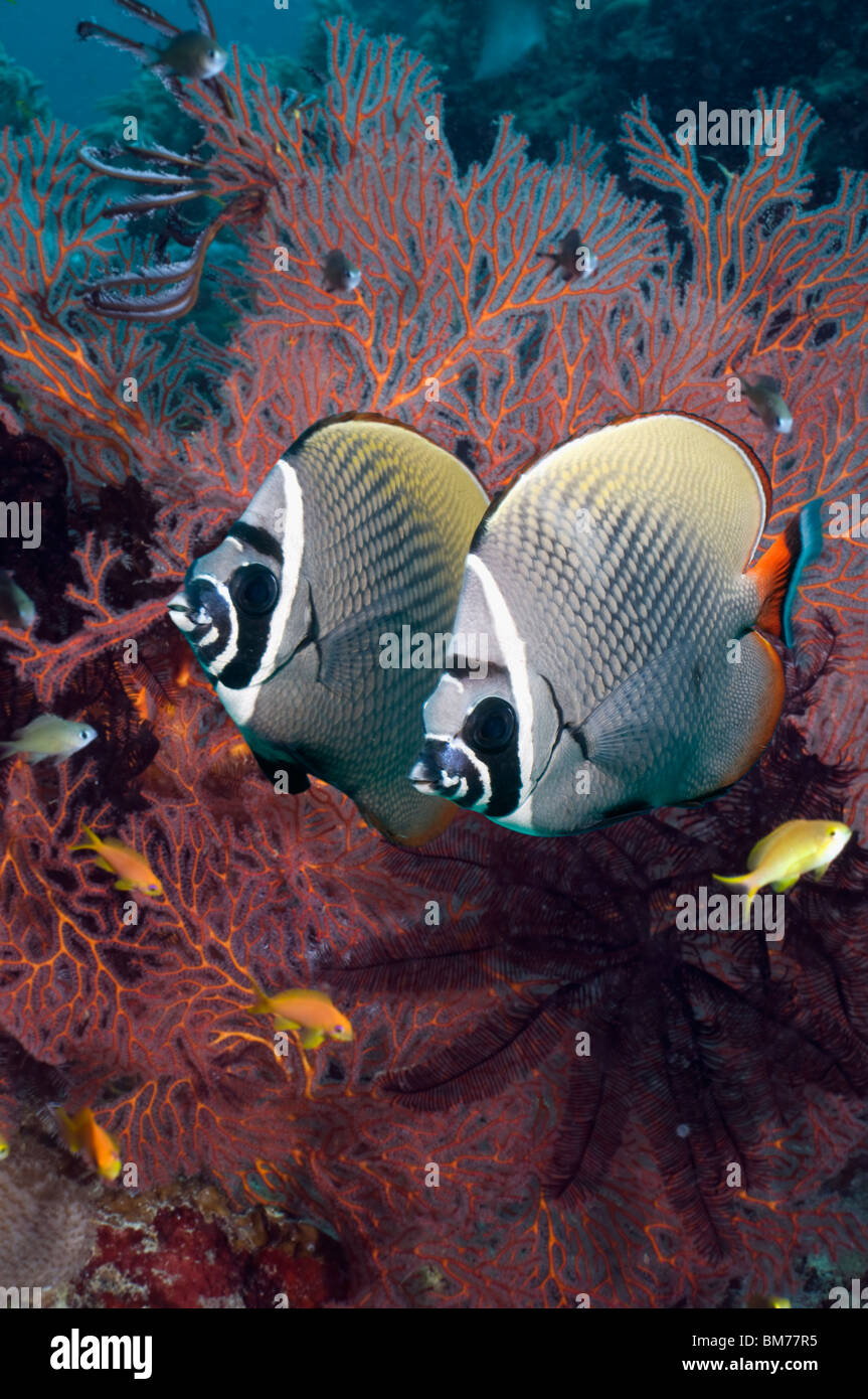 Redtail or Collared butterflyfish (Chaetodon collare). Andaman Sea ...