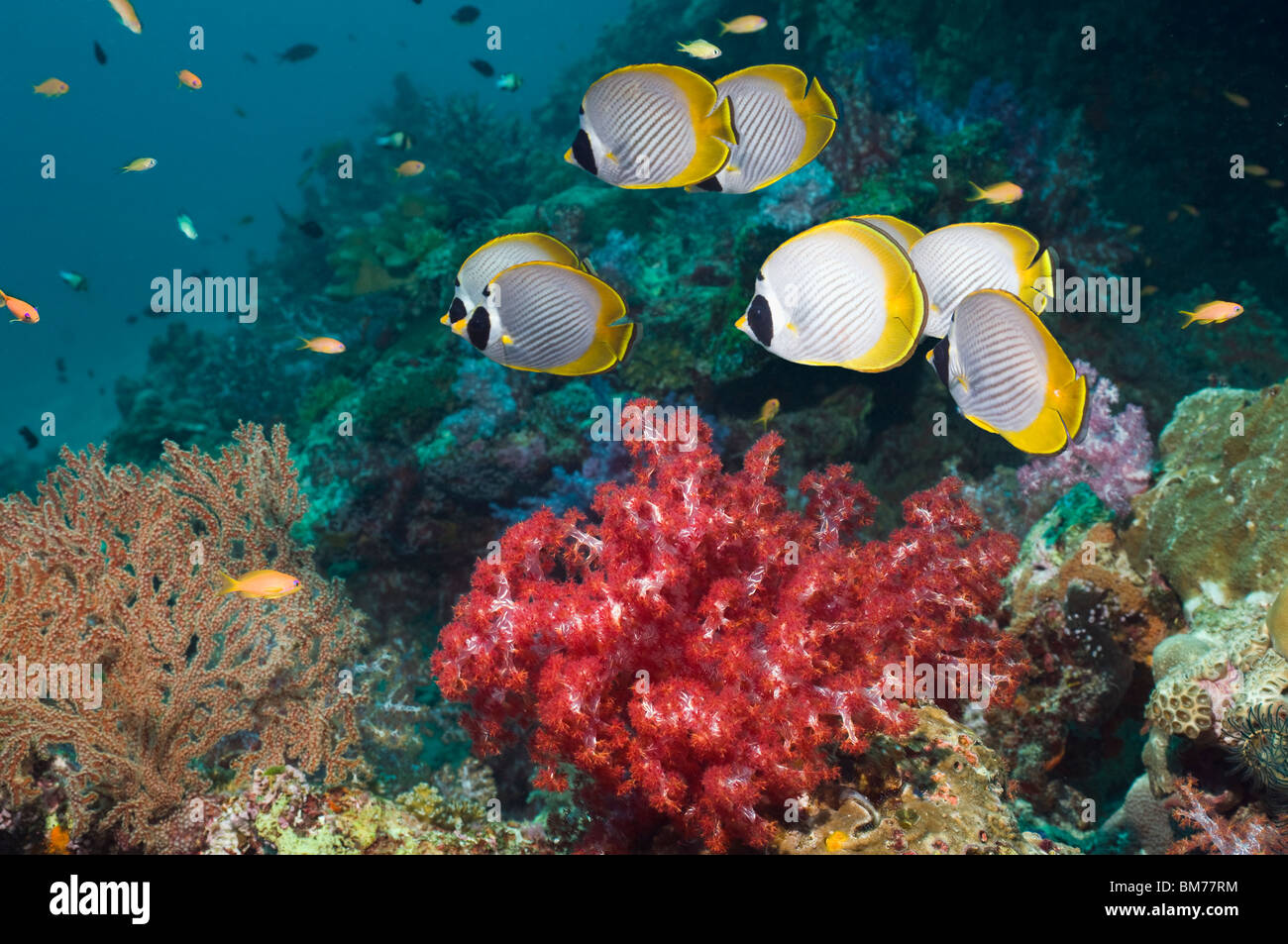 Panda butterflyfish (Chaetodon adiergastos) over coral reef with soft ...