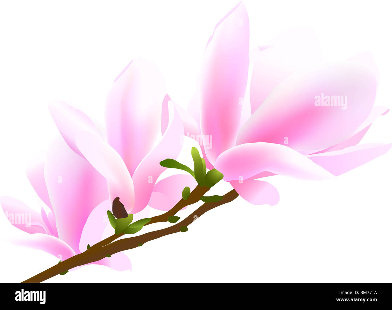 Blossoming twig of magnolia-tree (rasterize from vector Stock Photo - Alamy