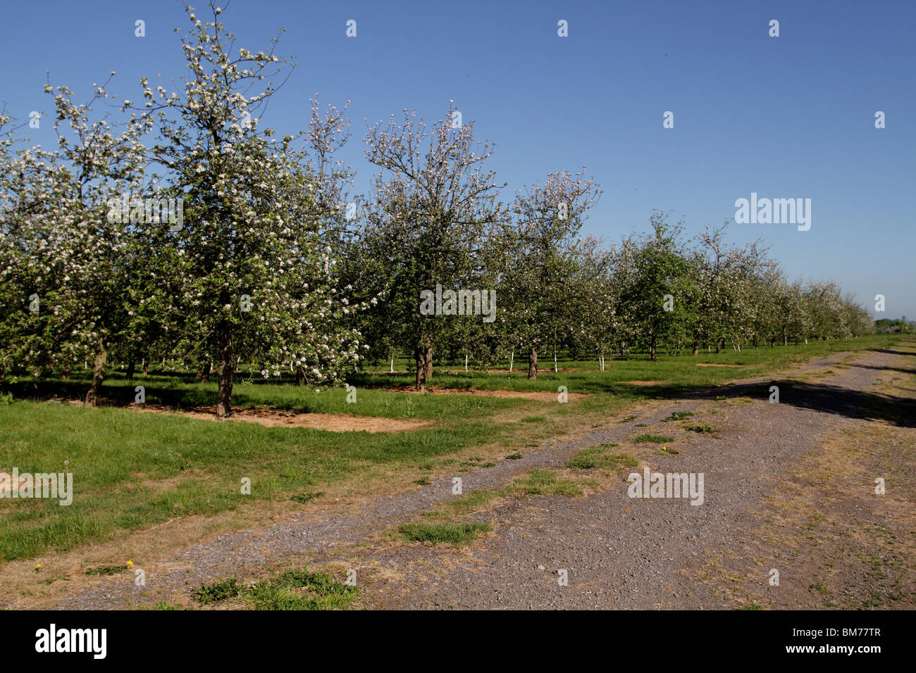 Apple cider alcohol bulmers hi-res stock photography and images - Alamy