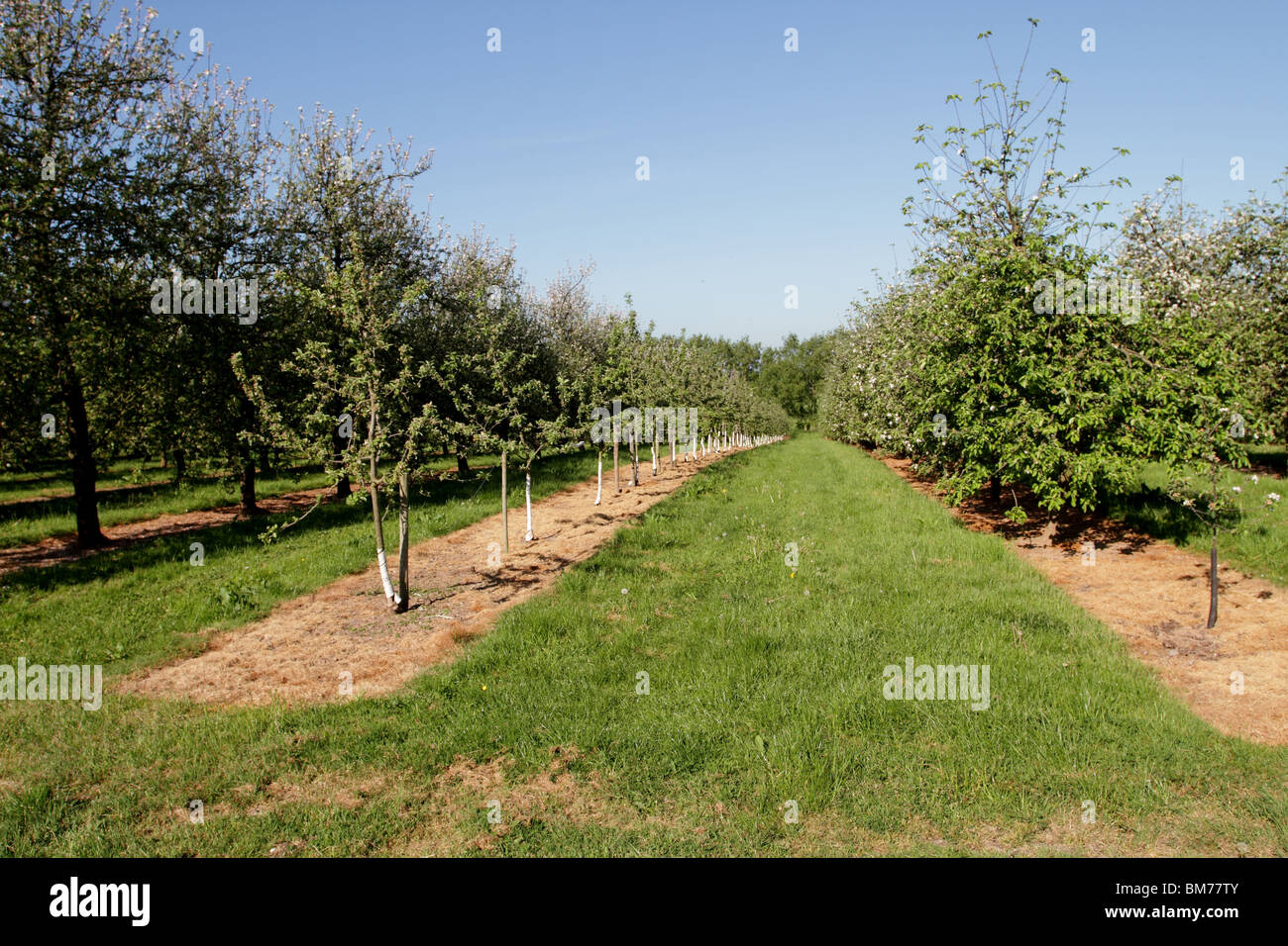 Apple Cider Alcohol Bulmers High Resolution Stock Photography and ...