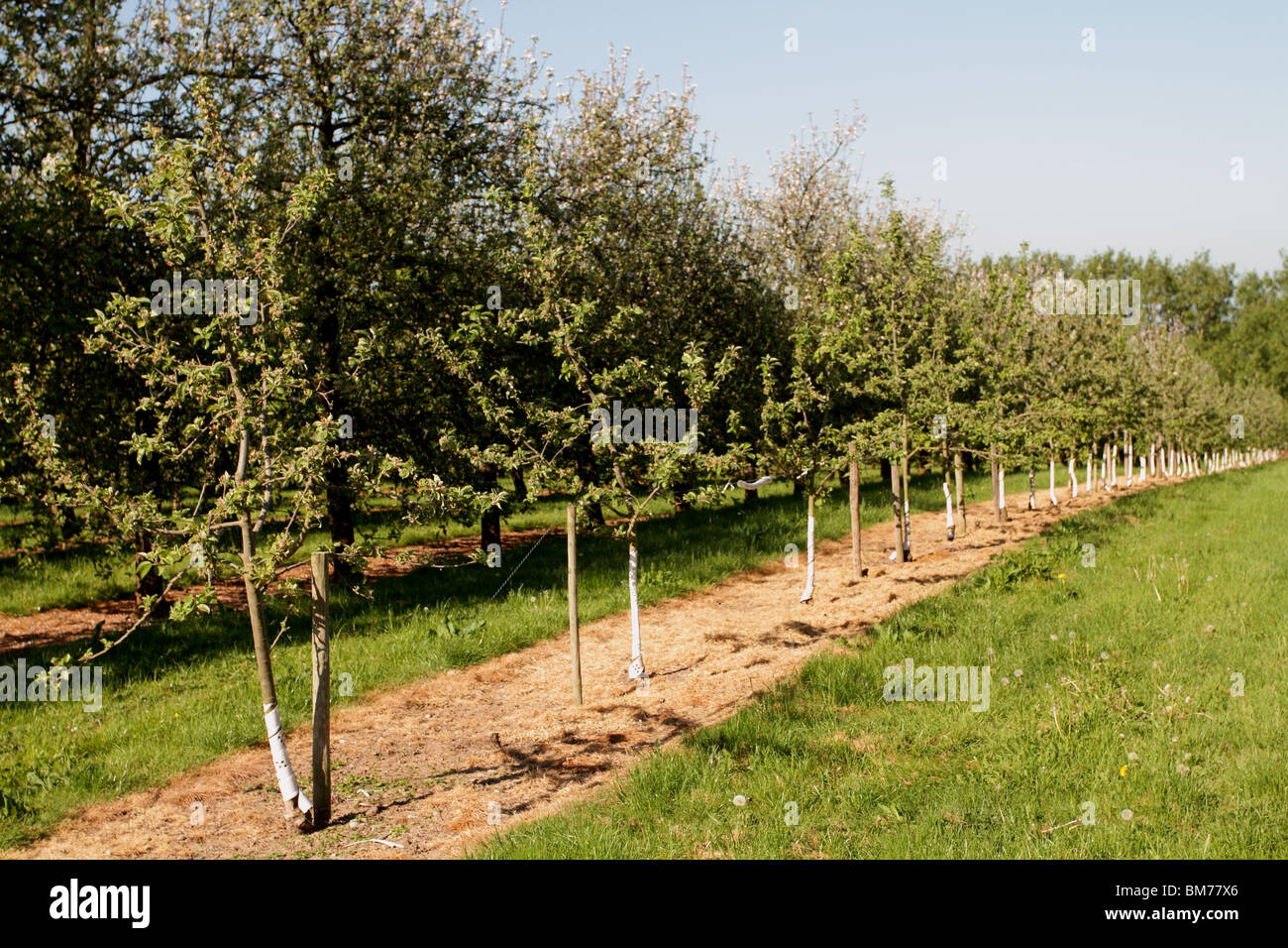 Gaymers cider hi-res stock photography and images - Alamy