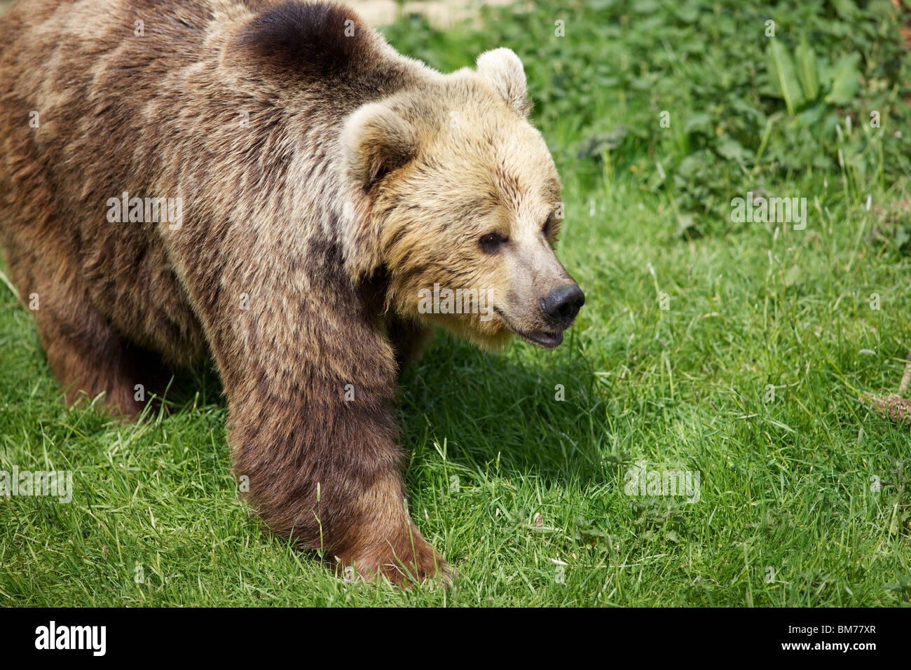 A European brown Bear in Whipsnade zoo, England Stock Photo - Alamy