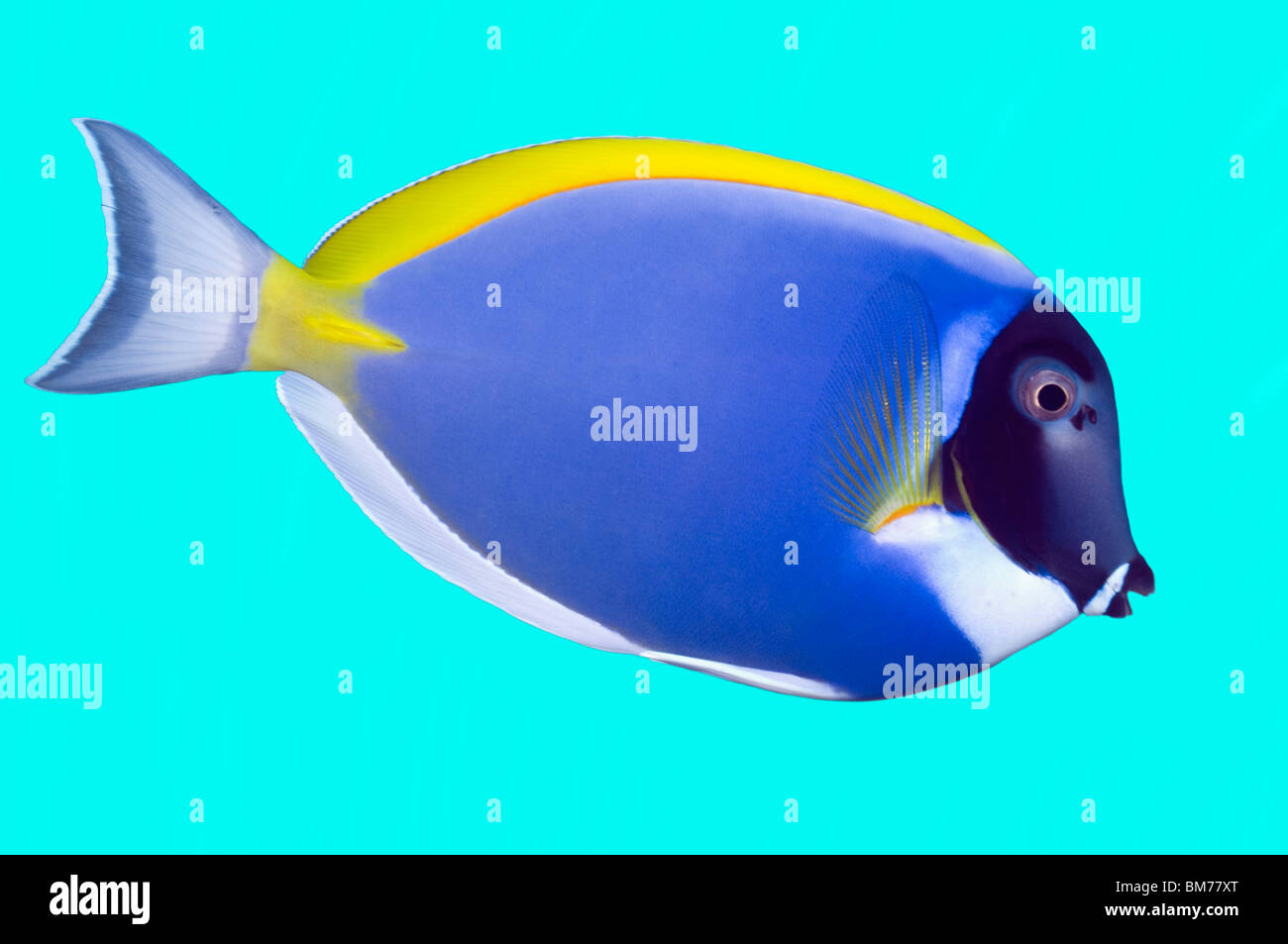 Powderblue surgeonfish (Acanthurus leucosternon). Andaman Sea, Thailand ...