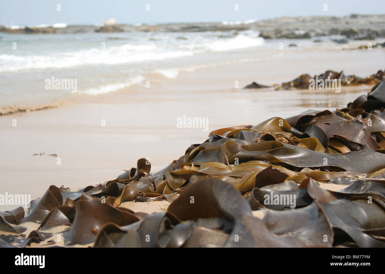 Seaweed on the beach as the sea comes in Stock Photo - Alamy