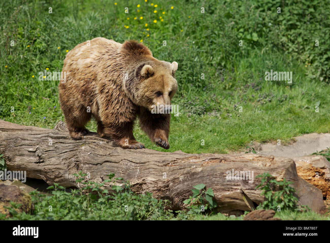 A European brown Bear in Whipsnade zoo, England Stock Photo - Alamy