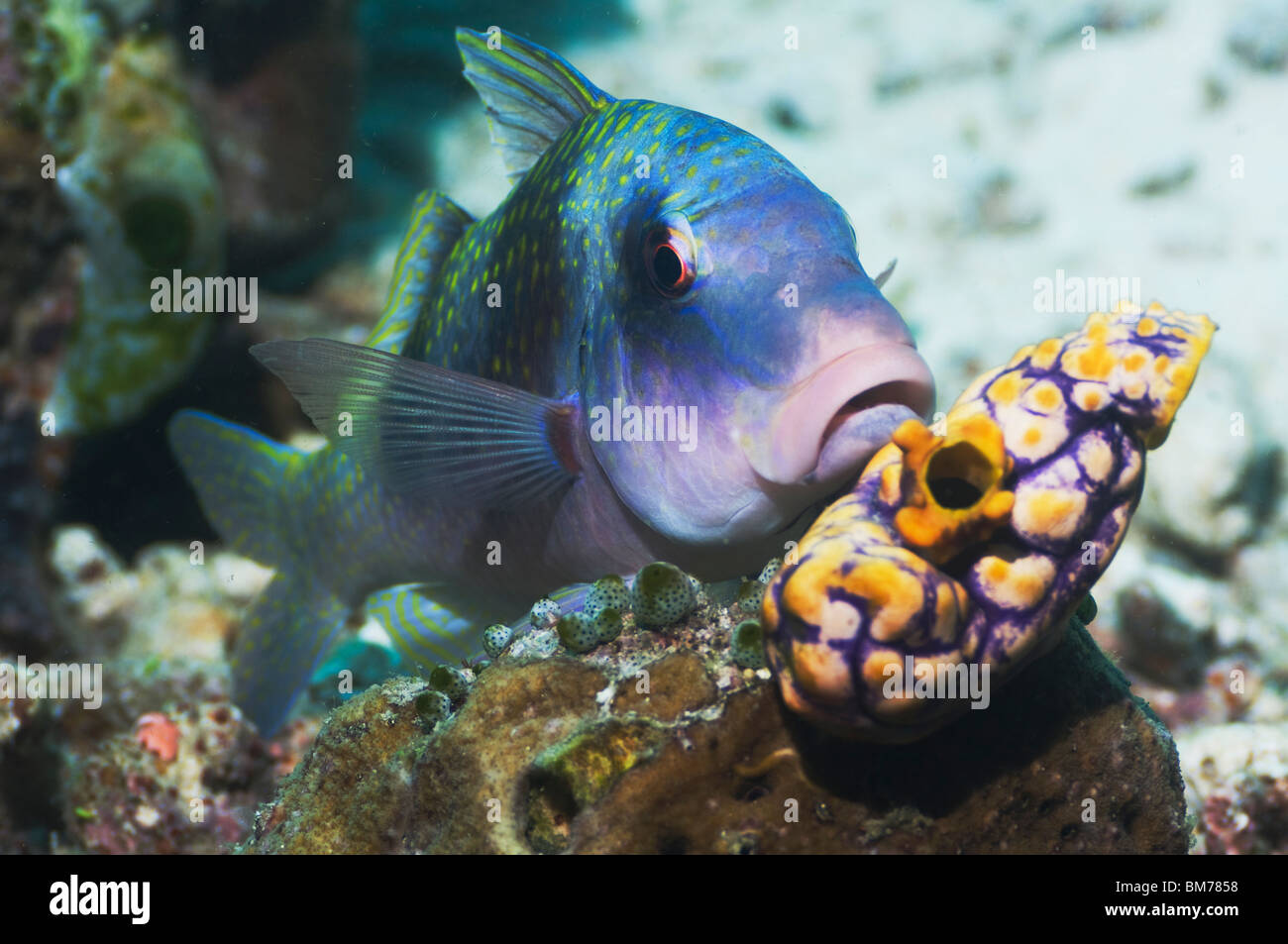 Indian goatfish hi-res stock photography and images - Alamy
