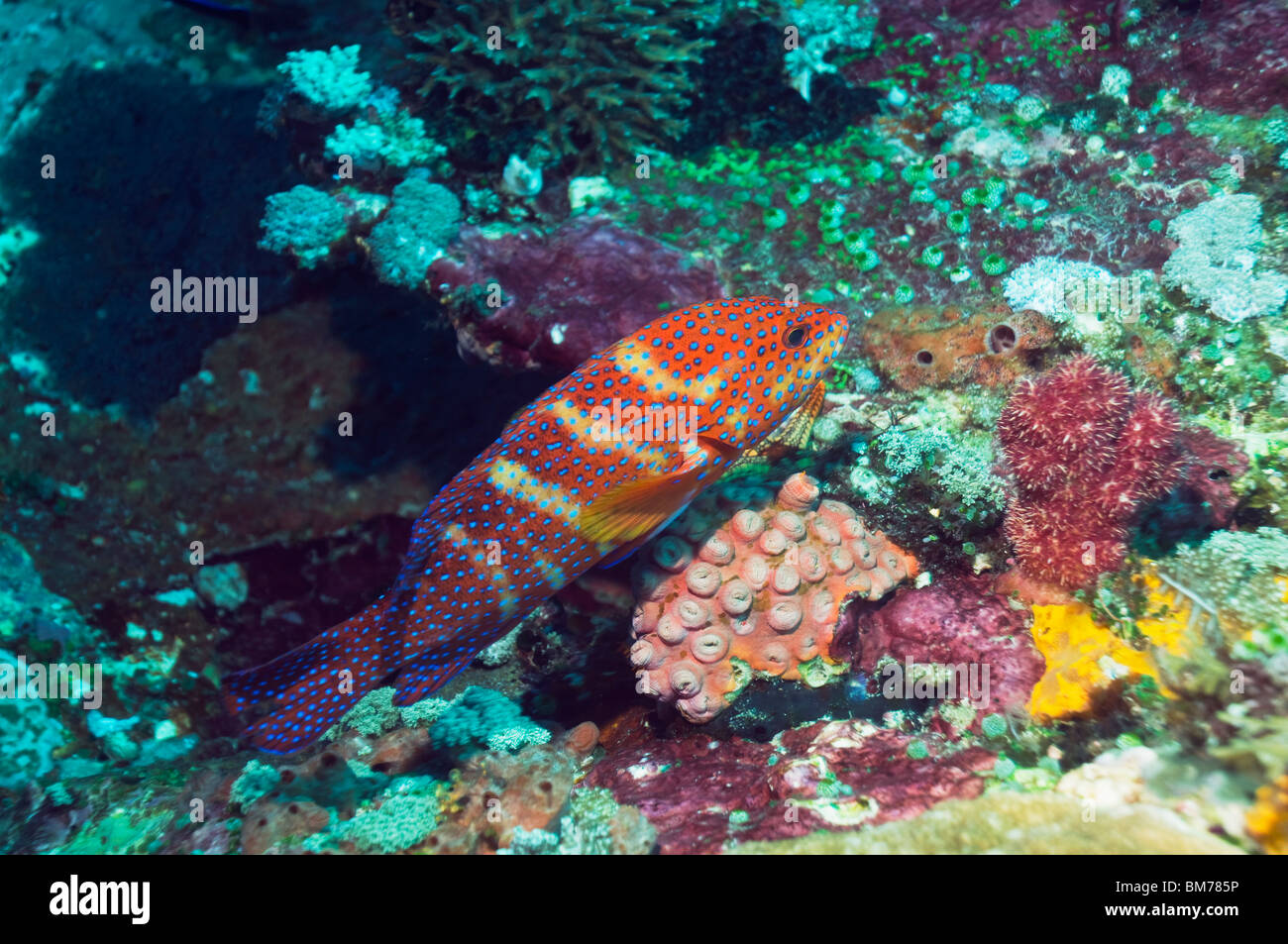 Coral hind (Cephalopholis minata) with corals. Indonesia Stock Photo ...