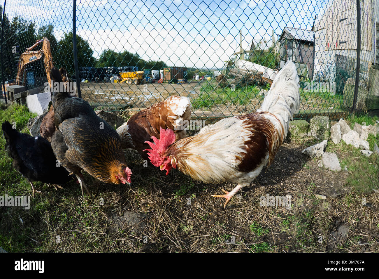 Rooster with chickens. UK Stock Photo - Alamy