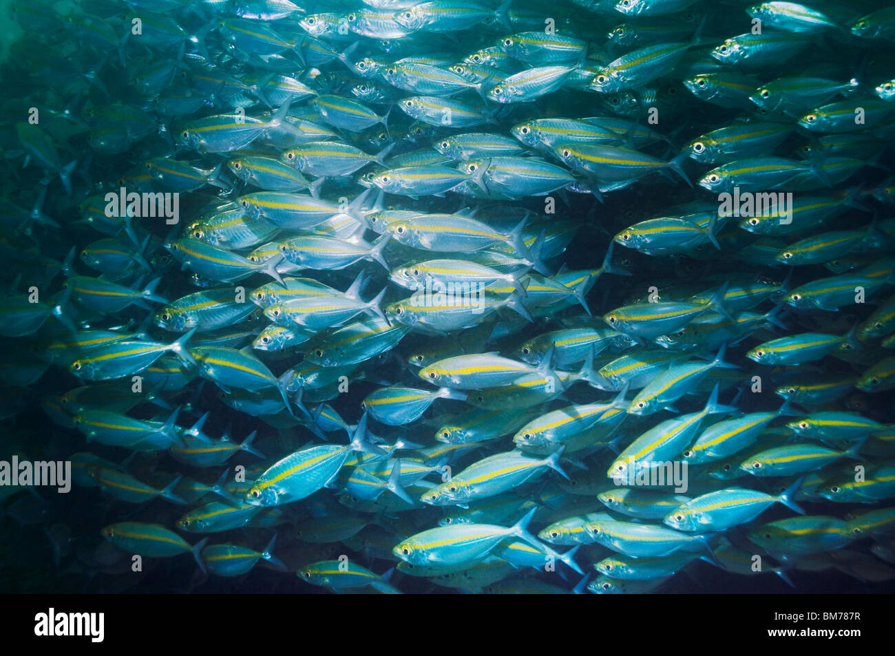 Bigeye scad (Selar crunenophthalmus). Papua New Guinea Stock Photo - Alamy