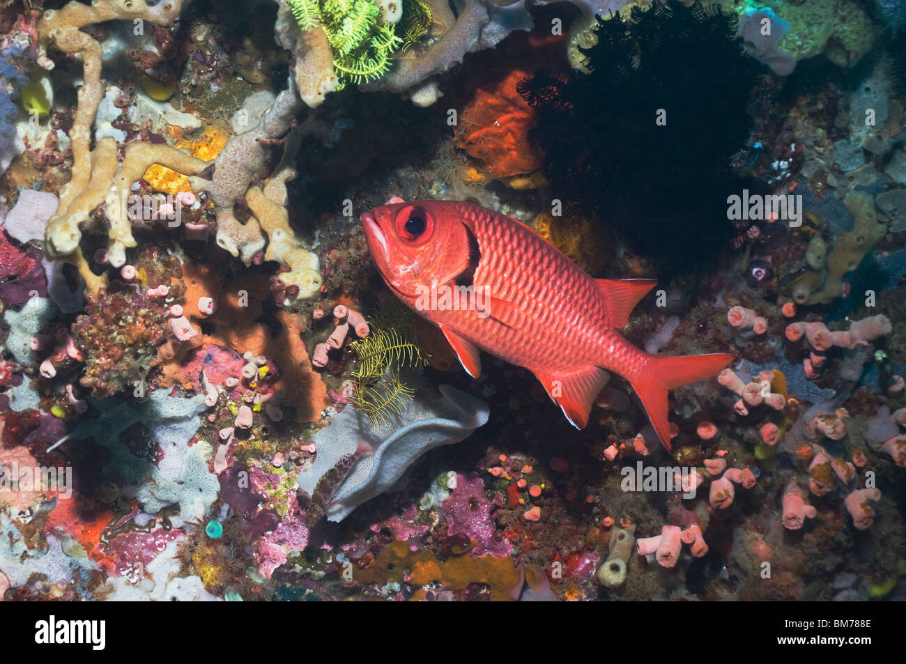 Bigscale soldierfish (Myripristis berndti). Rinca, Indonesia Stock ...
