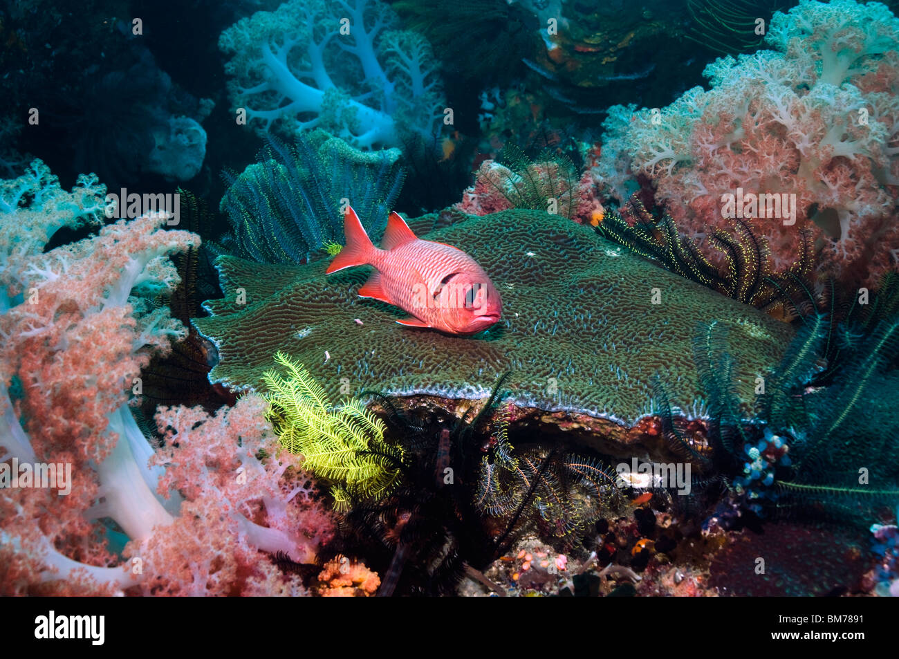 Bigscale soldierfish (Myripristis berndti) at rest on reef with soft ...