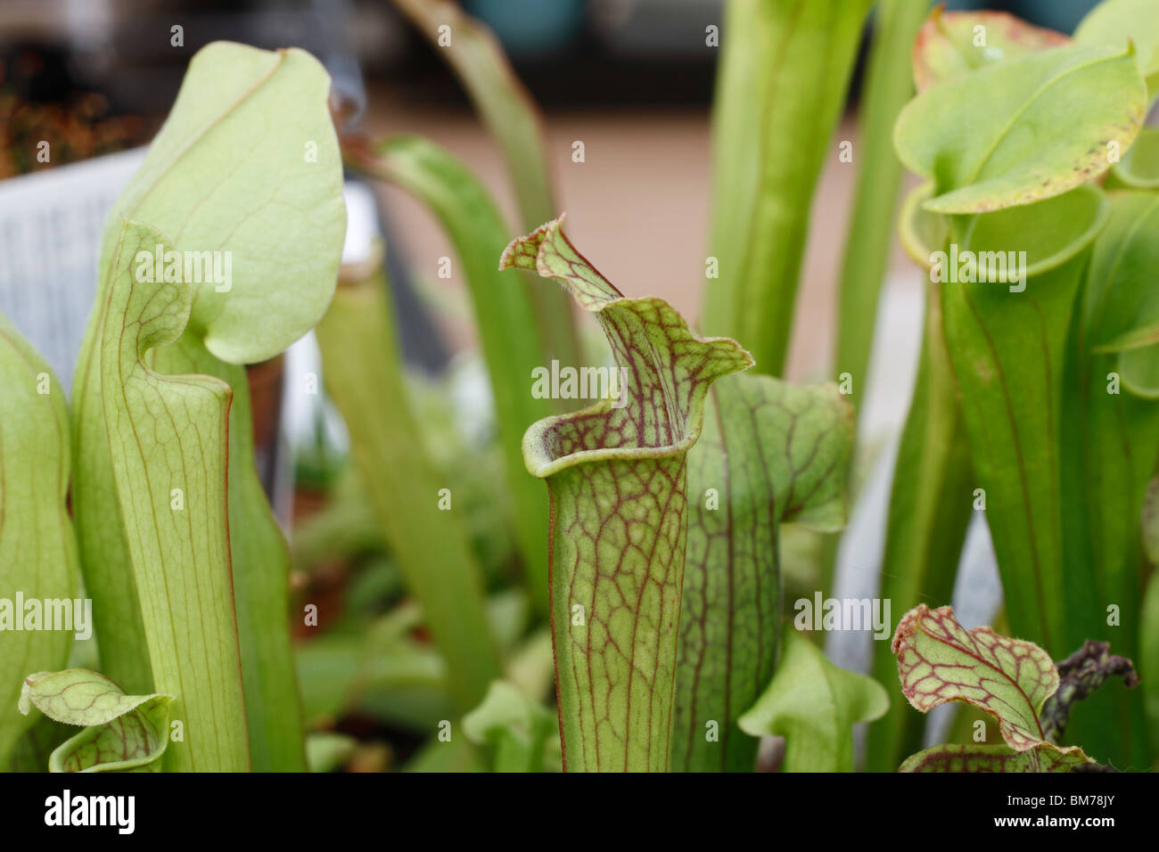 Sarracenia (sarraceniaceae), North American Pitcher plant, Purple ...