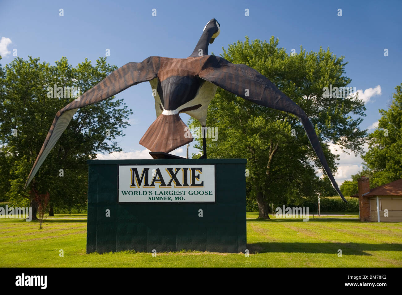 Maxie - World's Largest Goose Stock Photo - Alamy