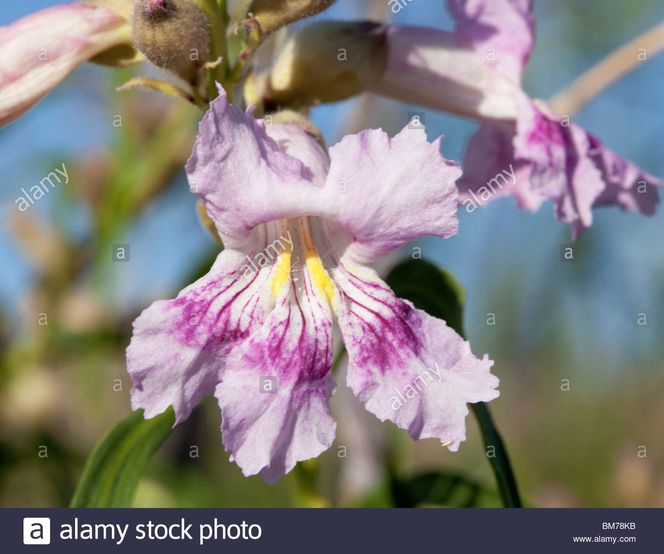 Chilopsis Stock Photos & Chilopsis Stock Images - Alamy