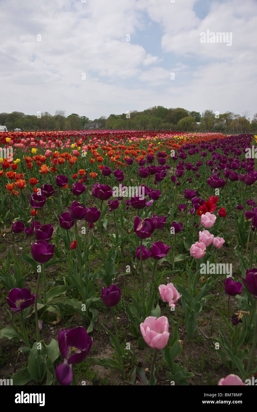 Types hi res hi-res stock photography and images - Alamy