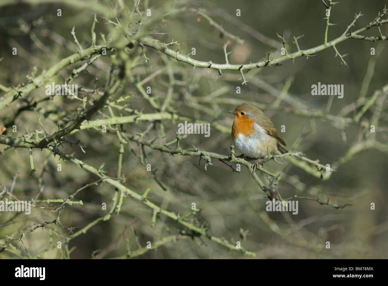 Red with a thorn hi-res stock photography and images - Alamy