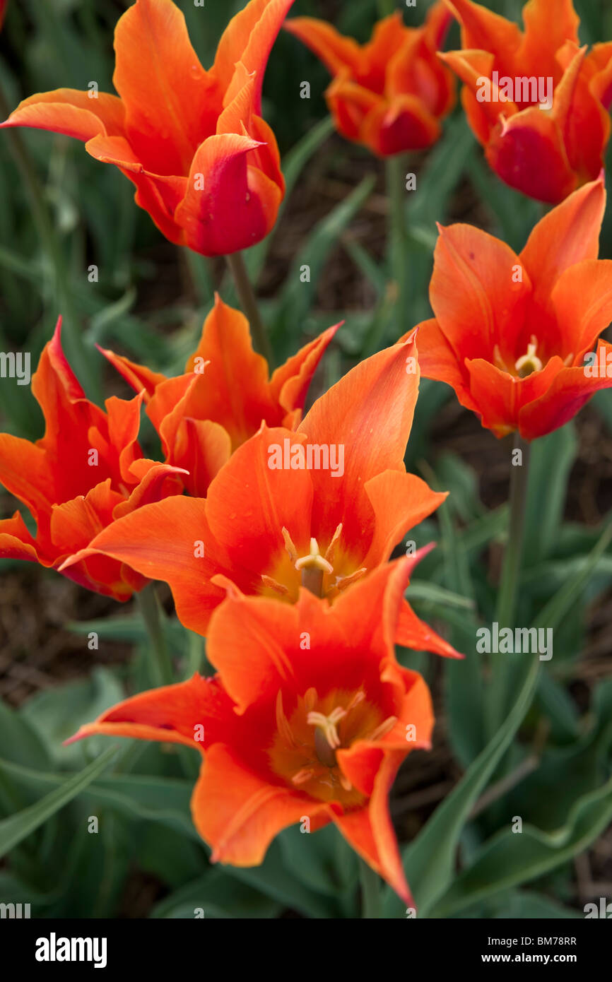 Tulip time festival Dutch Holland Michigan orange Marjolein tulips in ...