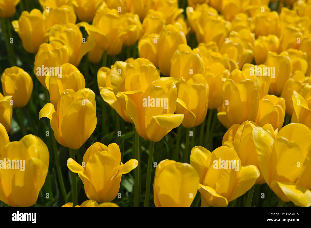 ñ hi res hi-res stock photography and images - Alamy