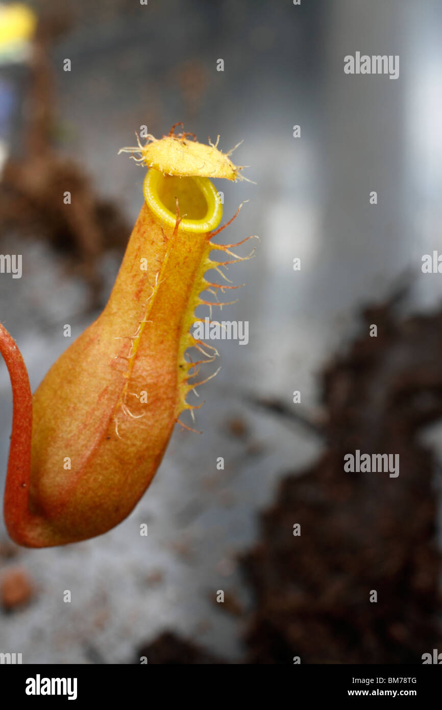 Nepenthes alata hi-res stock photography and images - Alamy