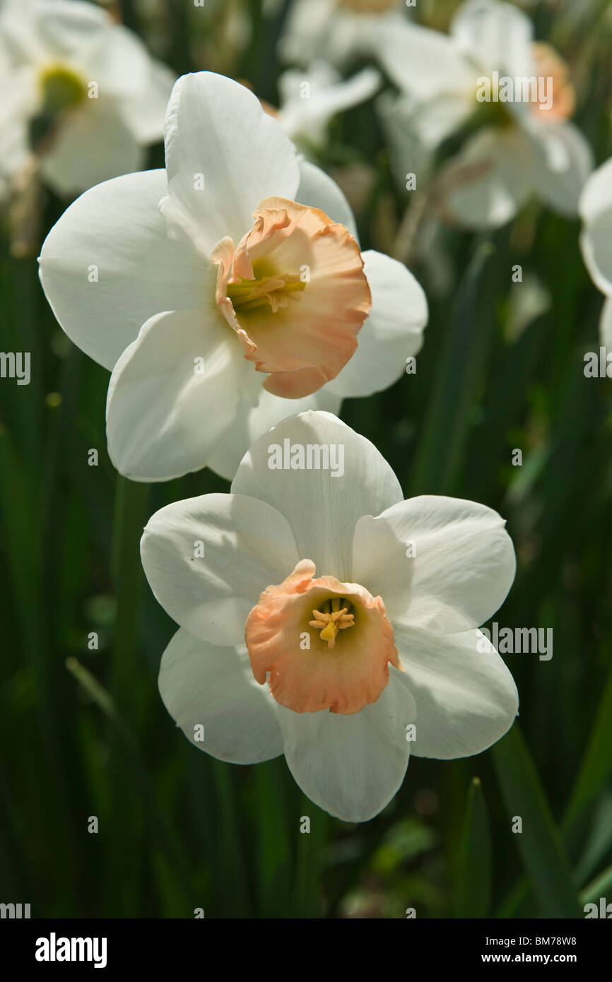 Romance hi res hi-res stock photography and images - Alamy