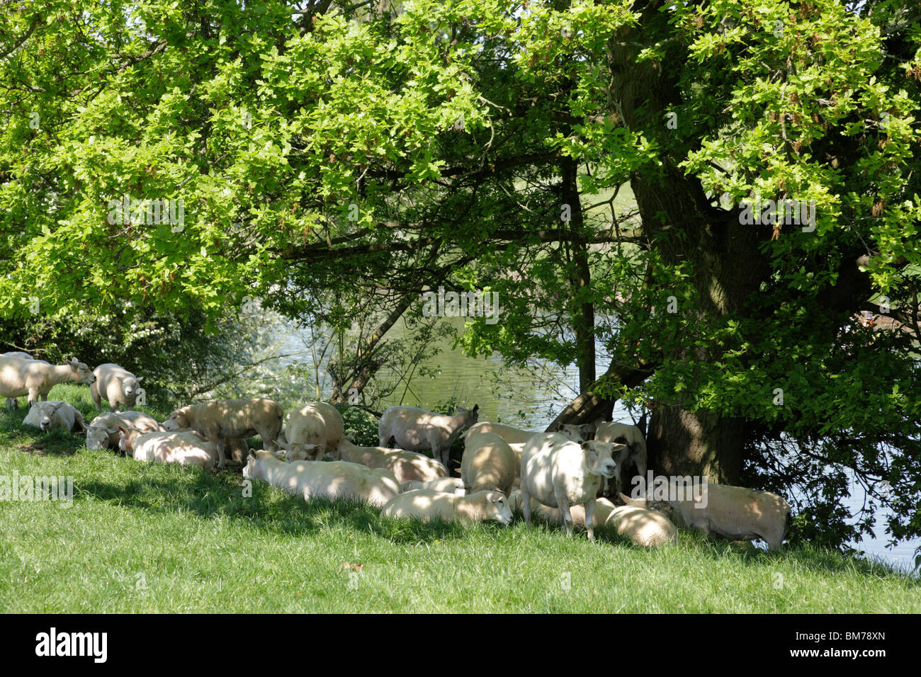 Cool sheep hi-res stock photography and images - Alamy