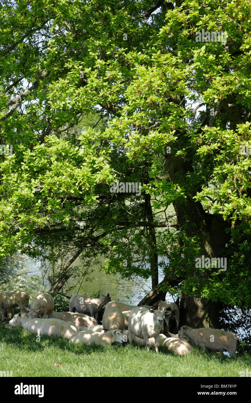 Shade hot hi-res stock photography and images - Alamy