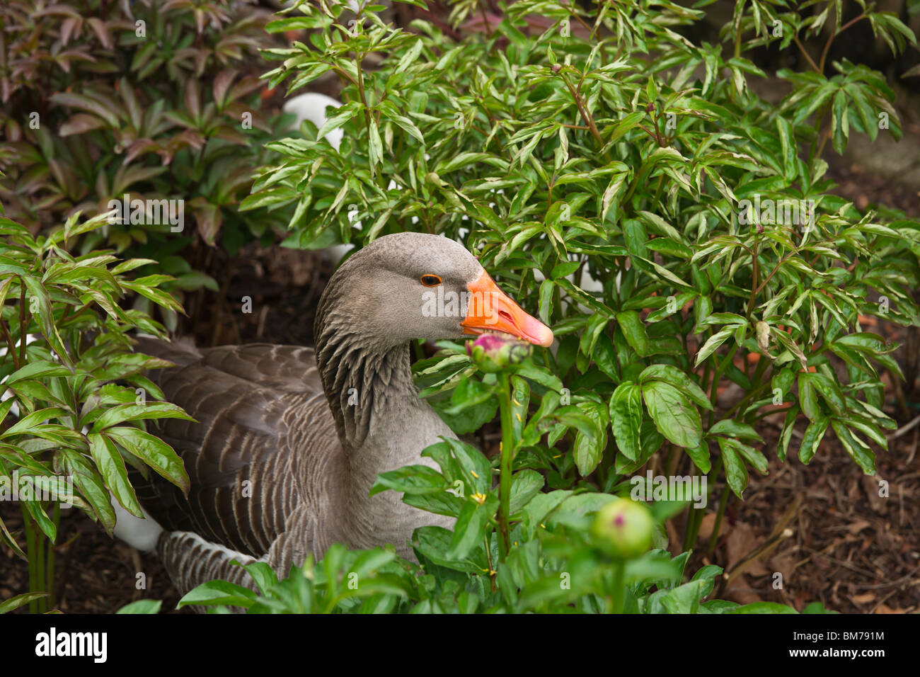 Sitting goose from behind hi-res stock photography and images - Alamy