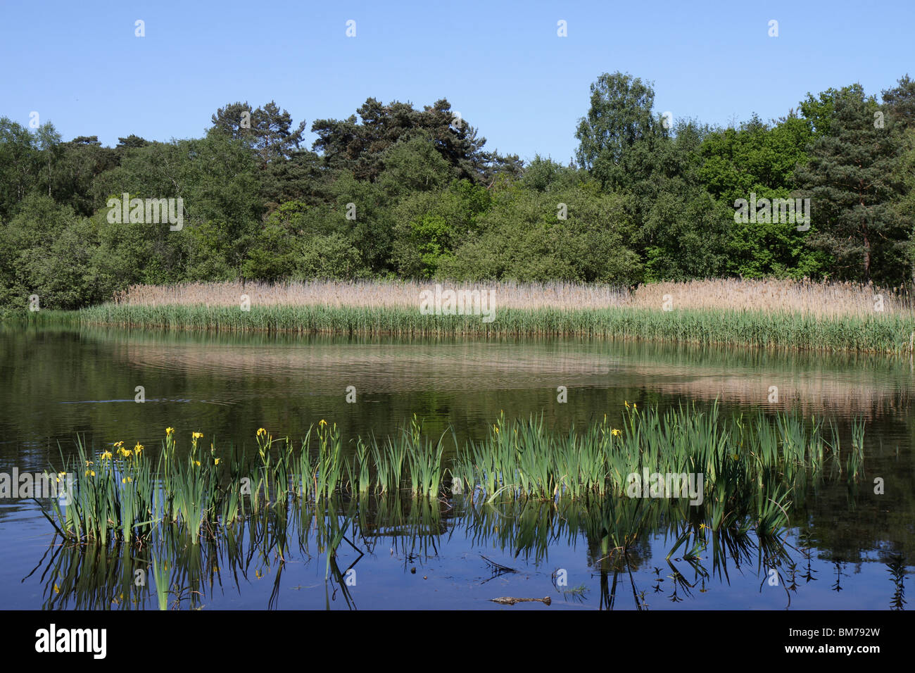 Reeds and plants in Bolder Mere lake on Ockham Common in Surrey on a ...