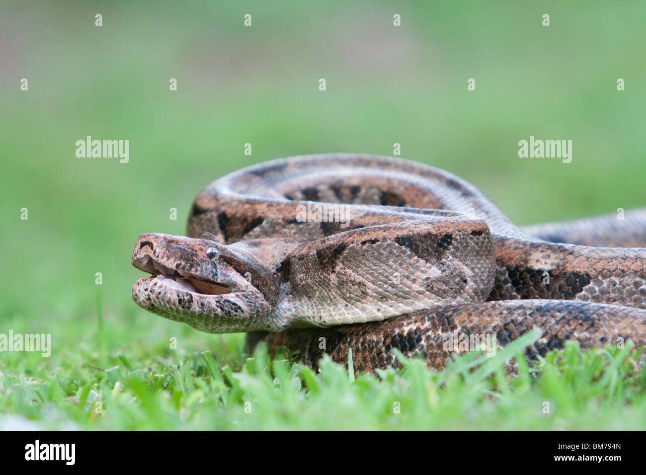 A Boa constrictor curled in the grass on the island of Isla Mujeres ...