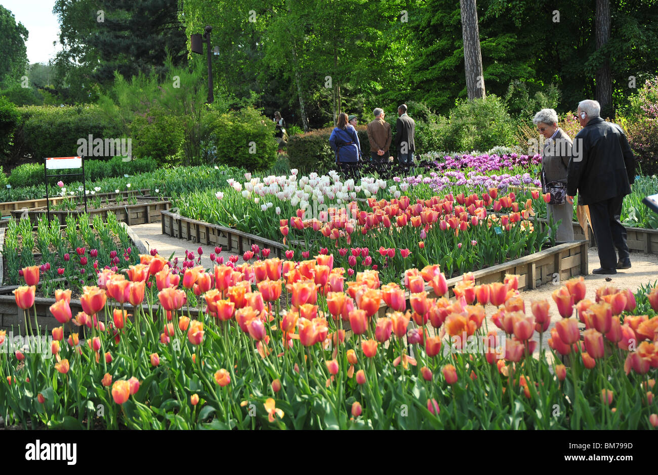 Tulips growing in Parc Floral in Paris, France Stock Photo - Alamy