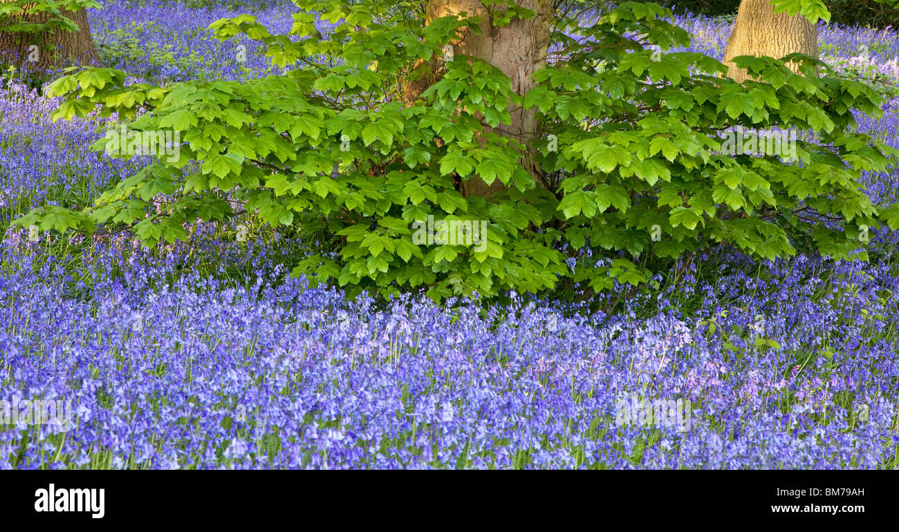 Bluebells under Sycamore Maple tree, England, UK Stock Photo - Alamy