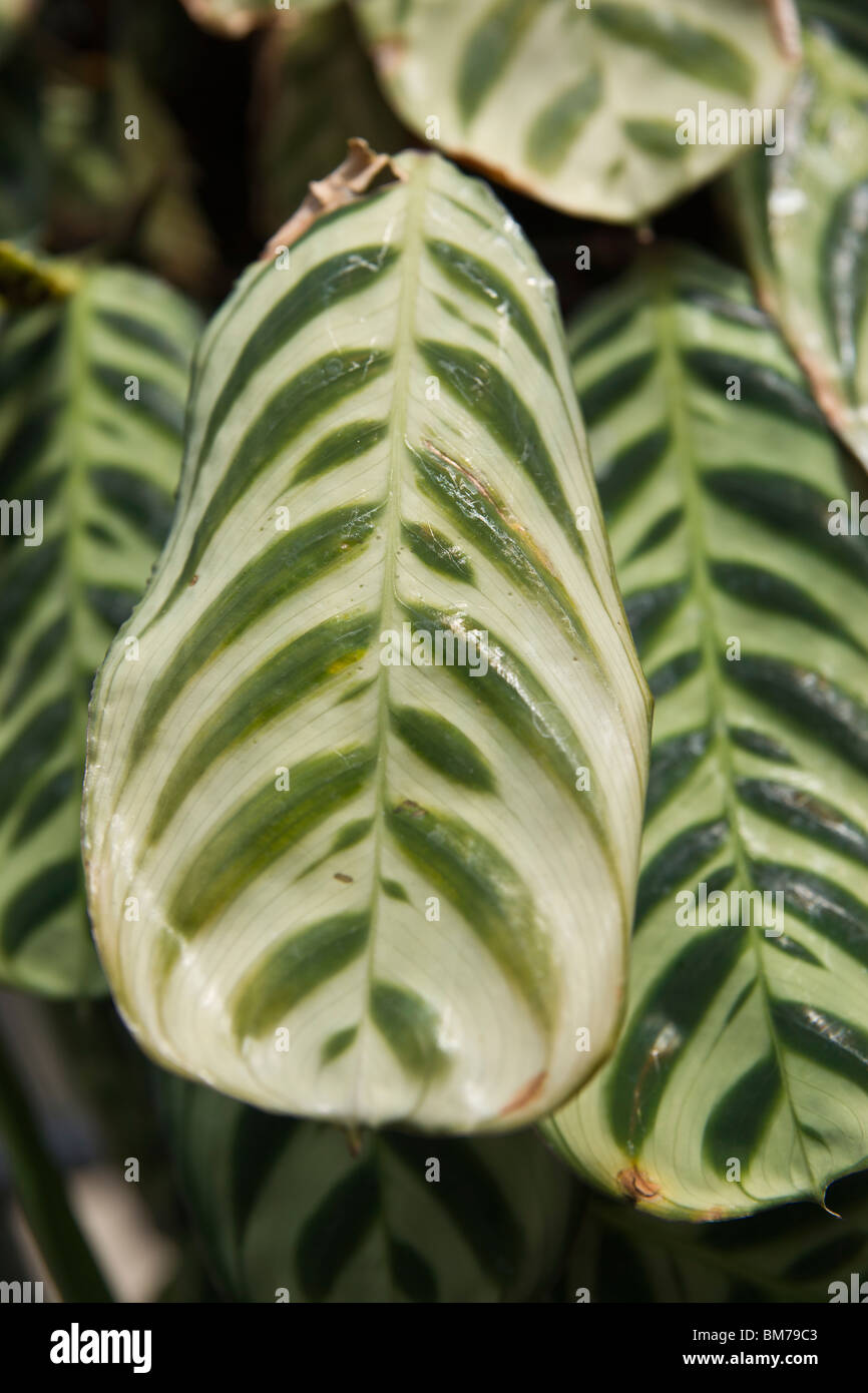 Maranta Leuconeura High Resolution Stock Photography and Images - Alamy
