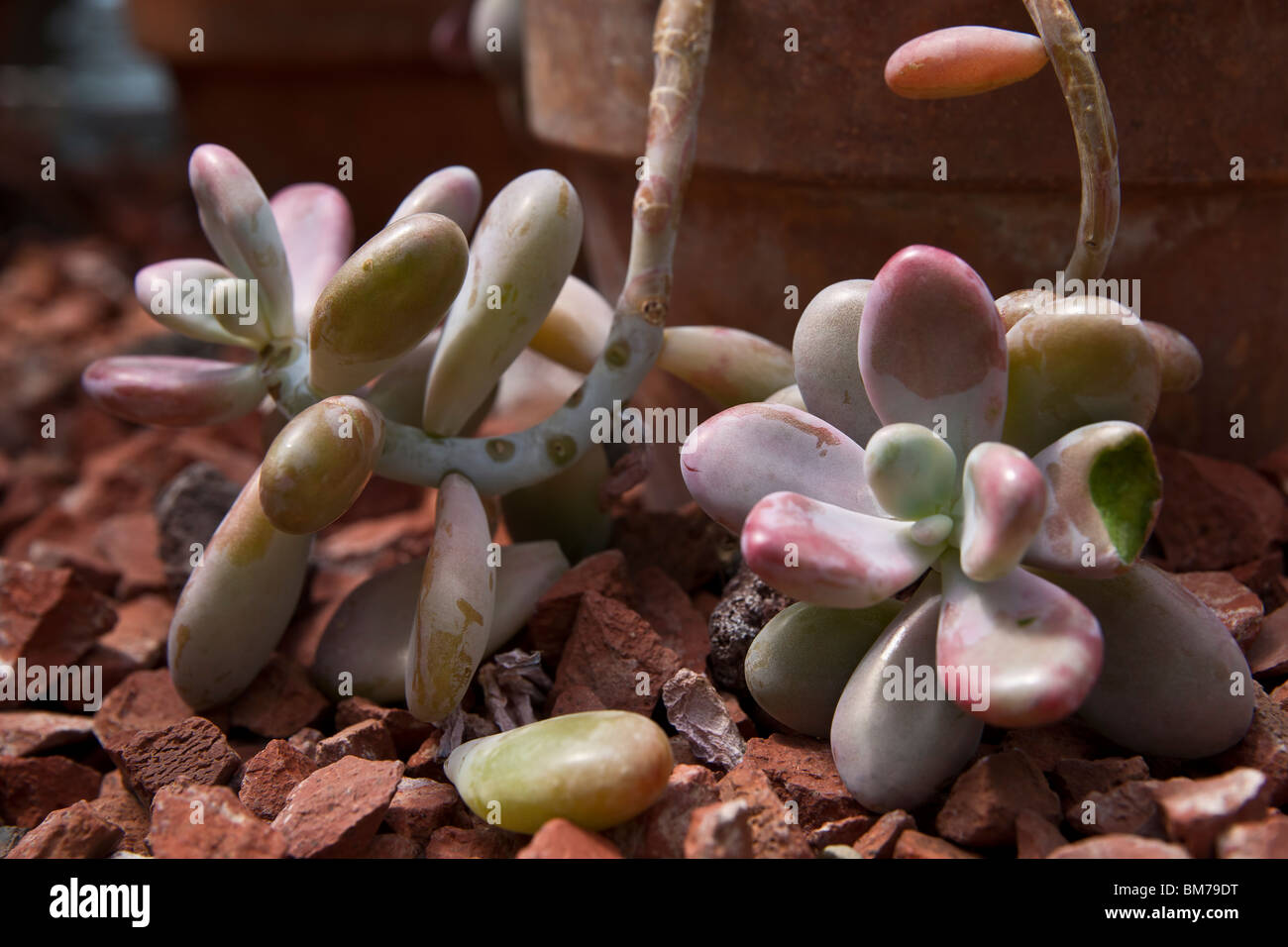 Sugar hi res hi-res stock photography and images - Alamy