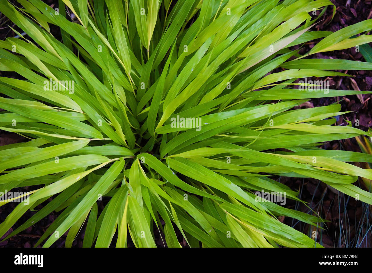 Variegated grasses hi-res stock photography and images - Alamy