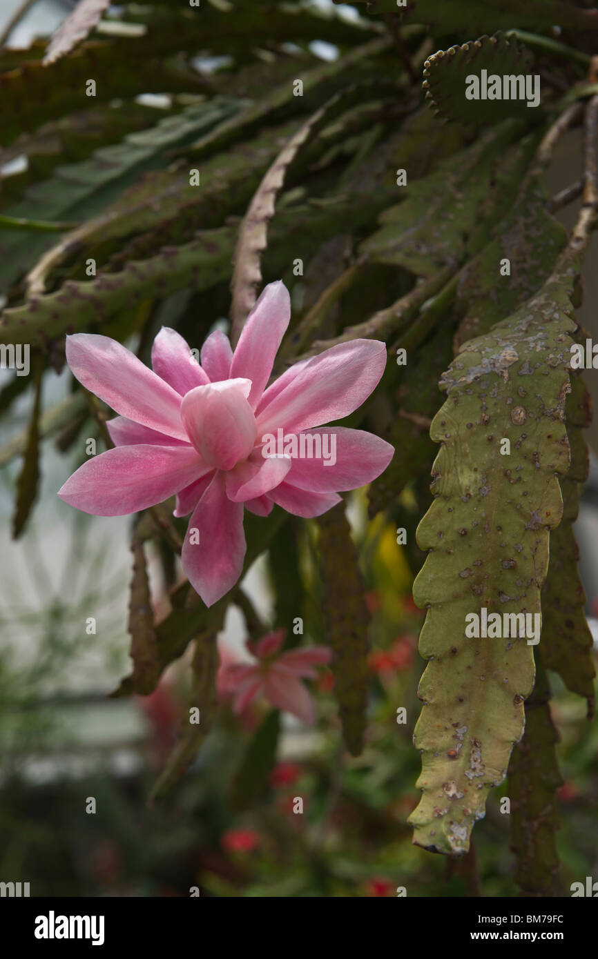 Epiphyllum hi-res stock photography and images - Alamy