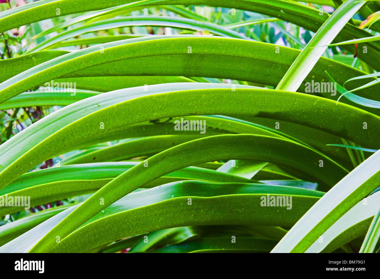 Arch Leaves Stock Photos & Arch Leaves Stock Images - Alamy