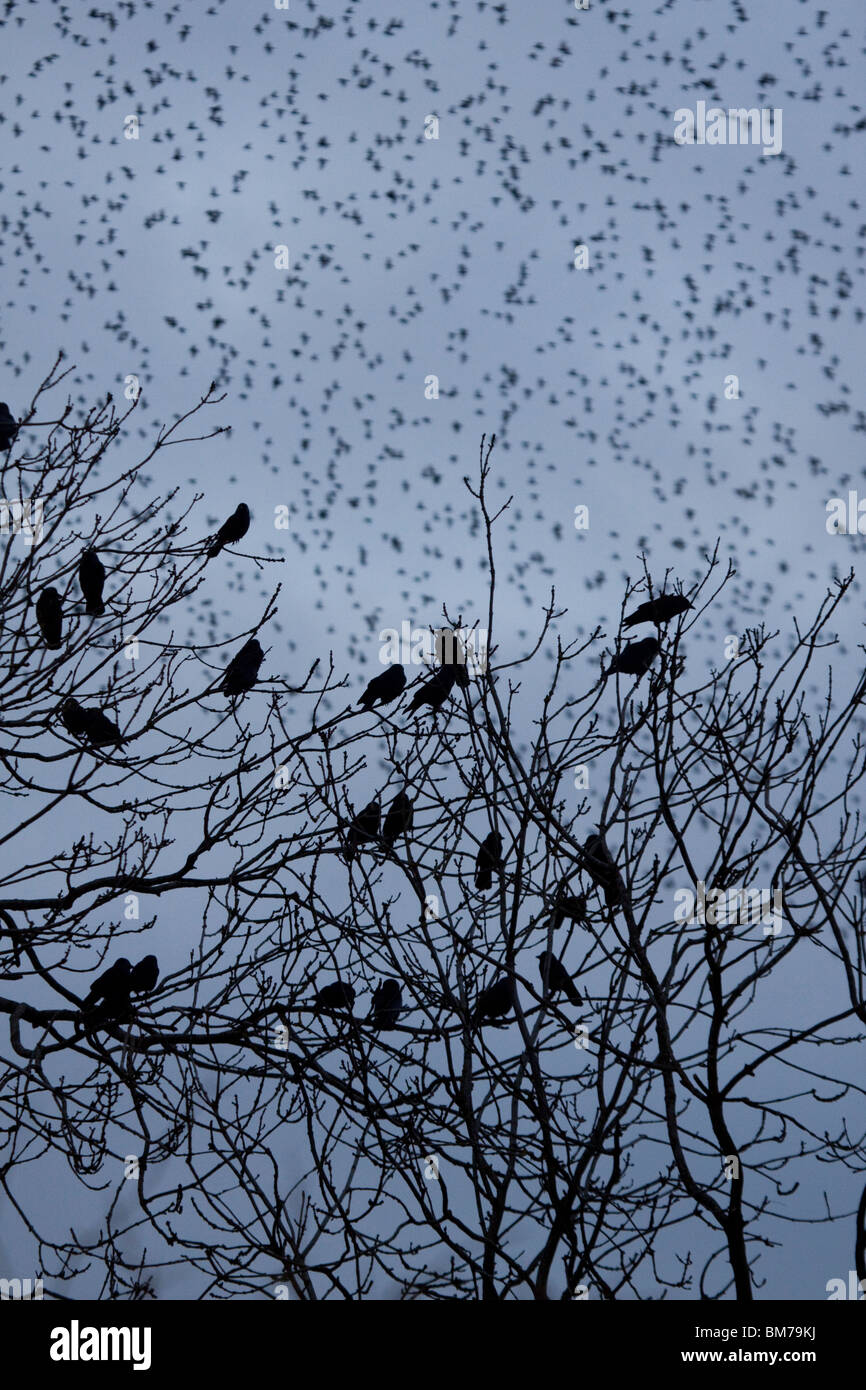 Rooks hi-res stock photography and images - Alamy