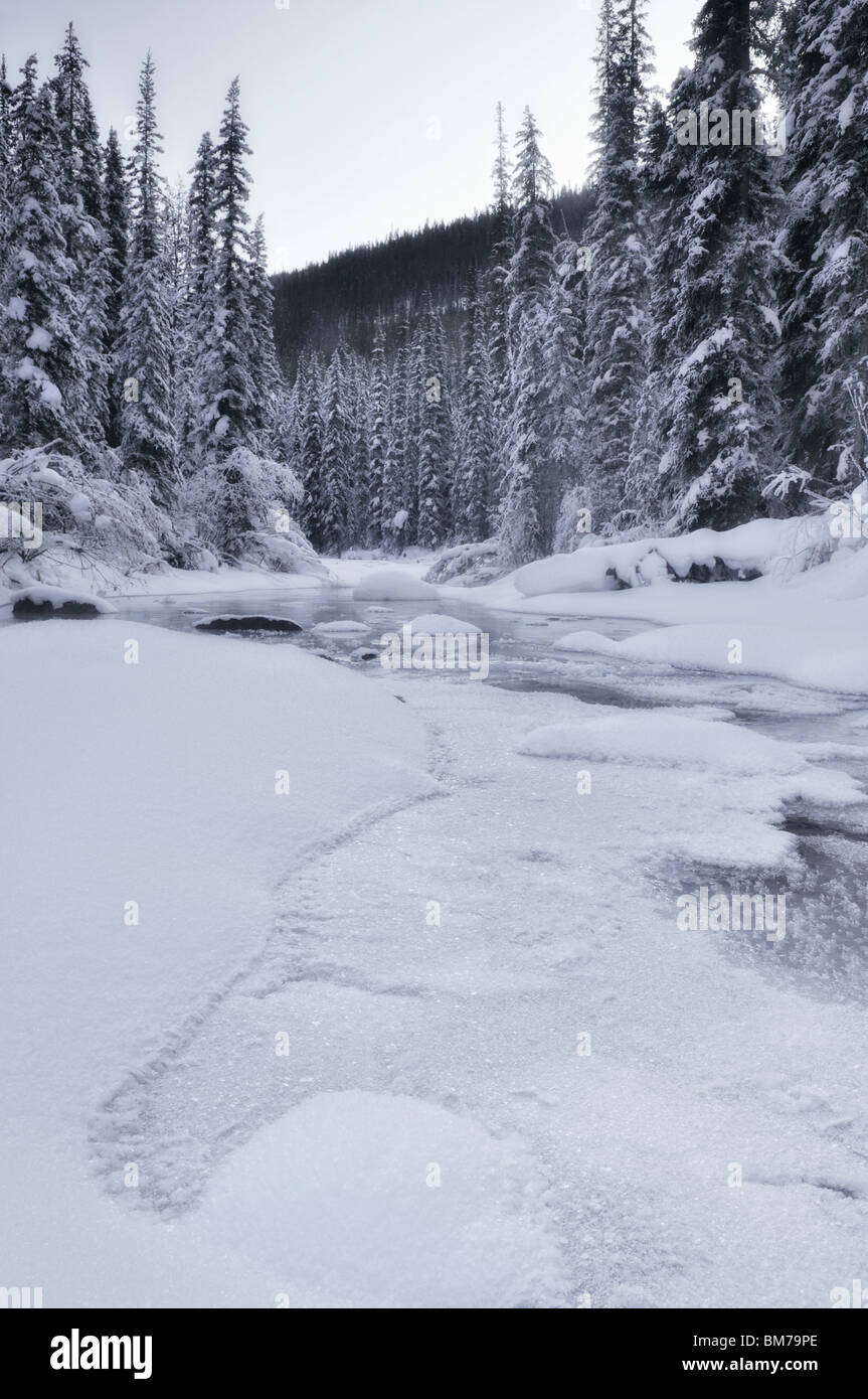 Fresh snowfall along the Maligne River - Jasper National Park, Alberta ...