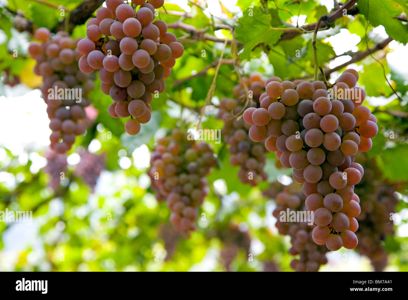 Low angle view of grape vine hi-res stock photography and images - Alamy