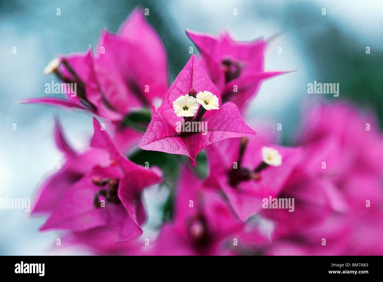 close up of bougainvillea flower Stock Photo - Alamy