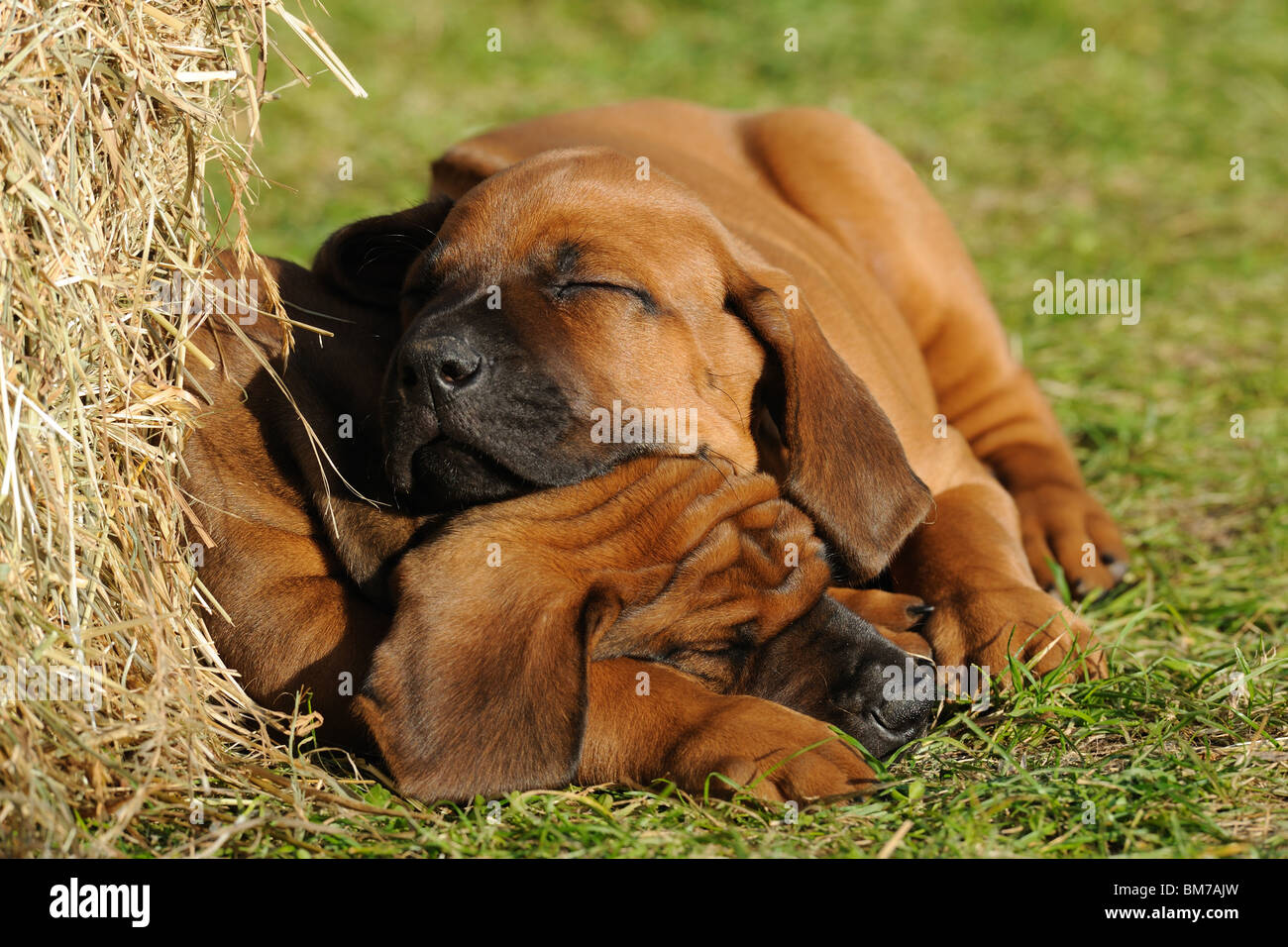 Rhodesian Ridgeback (Canis lupus familiaris). Two puppies sleeping in ...