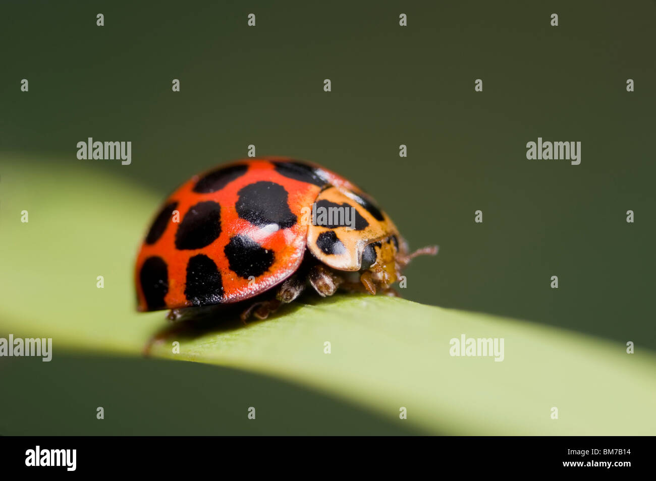 Common ladybird hi-res stock photography and images - Alamy
