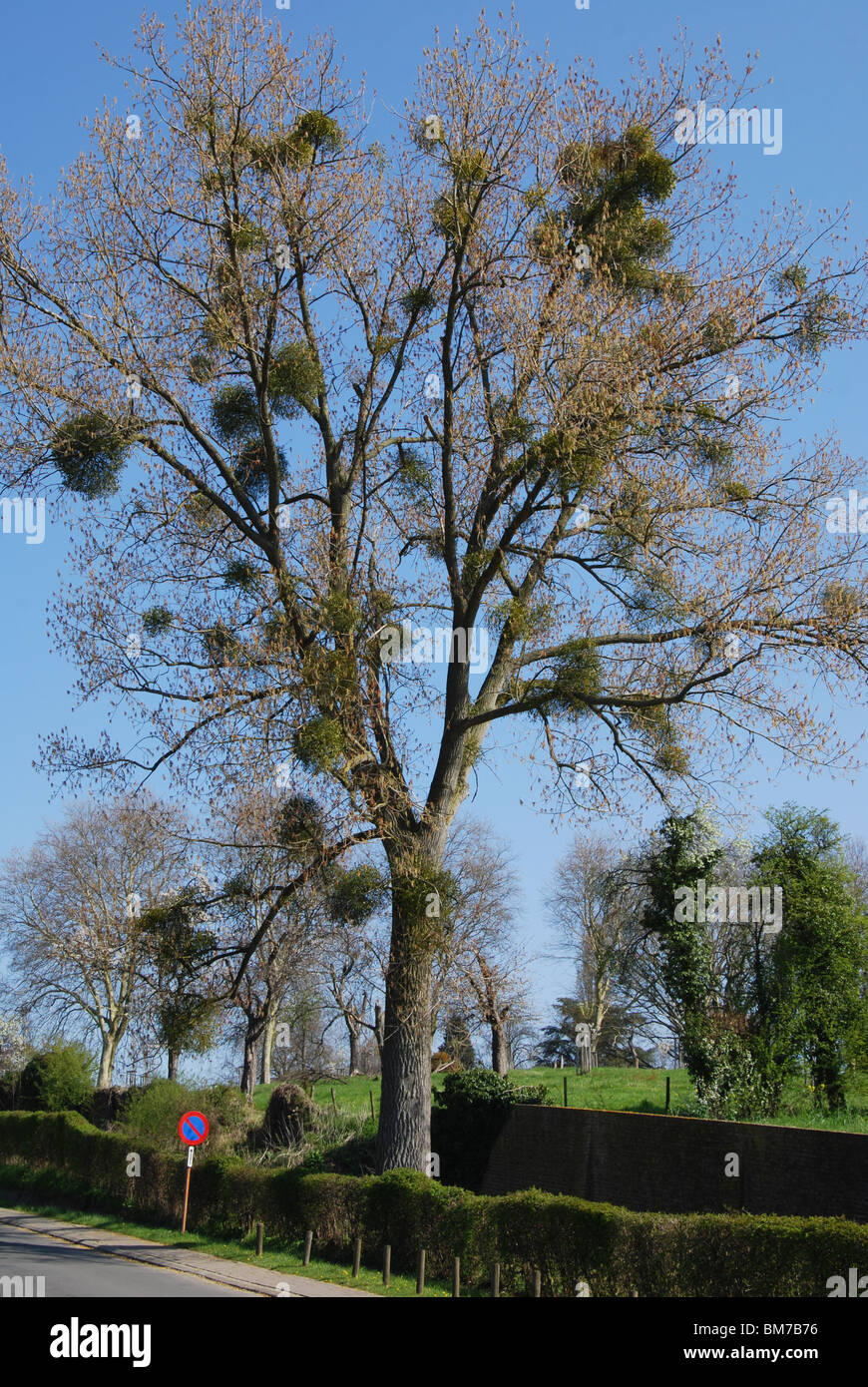 Oak tree mistletoe hi-res stock photography and images - Alamy