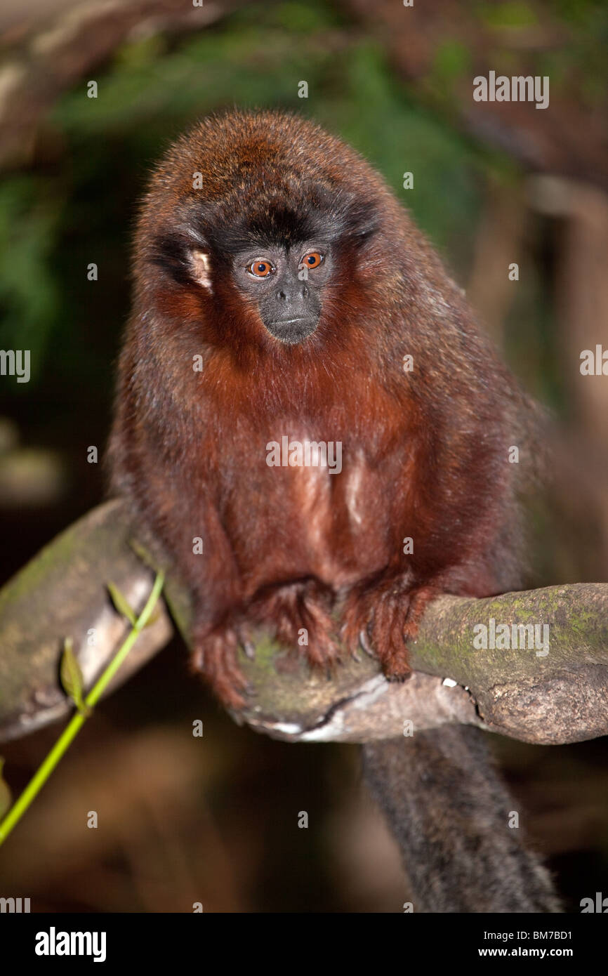 Brown titis hi-res stock photography and images - Alamy