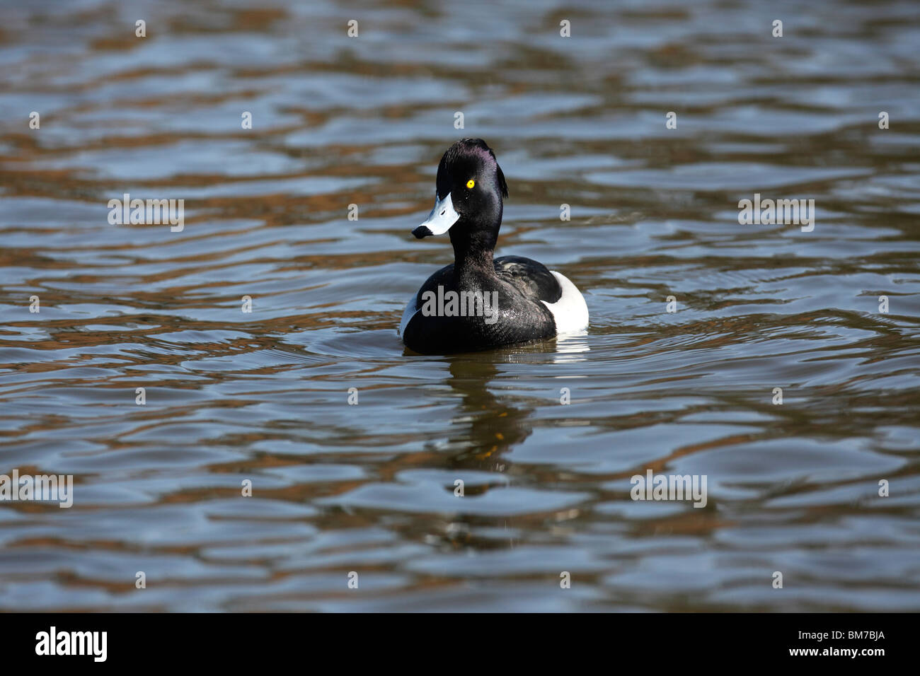 Tufted duck (Aythya fuligula) drake swimming front view Stock Photo - Alamy